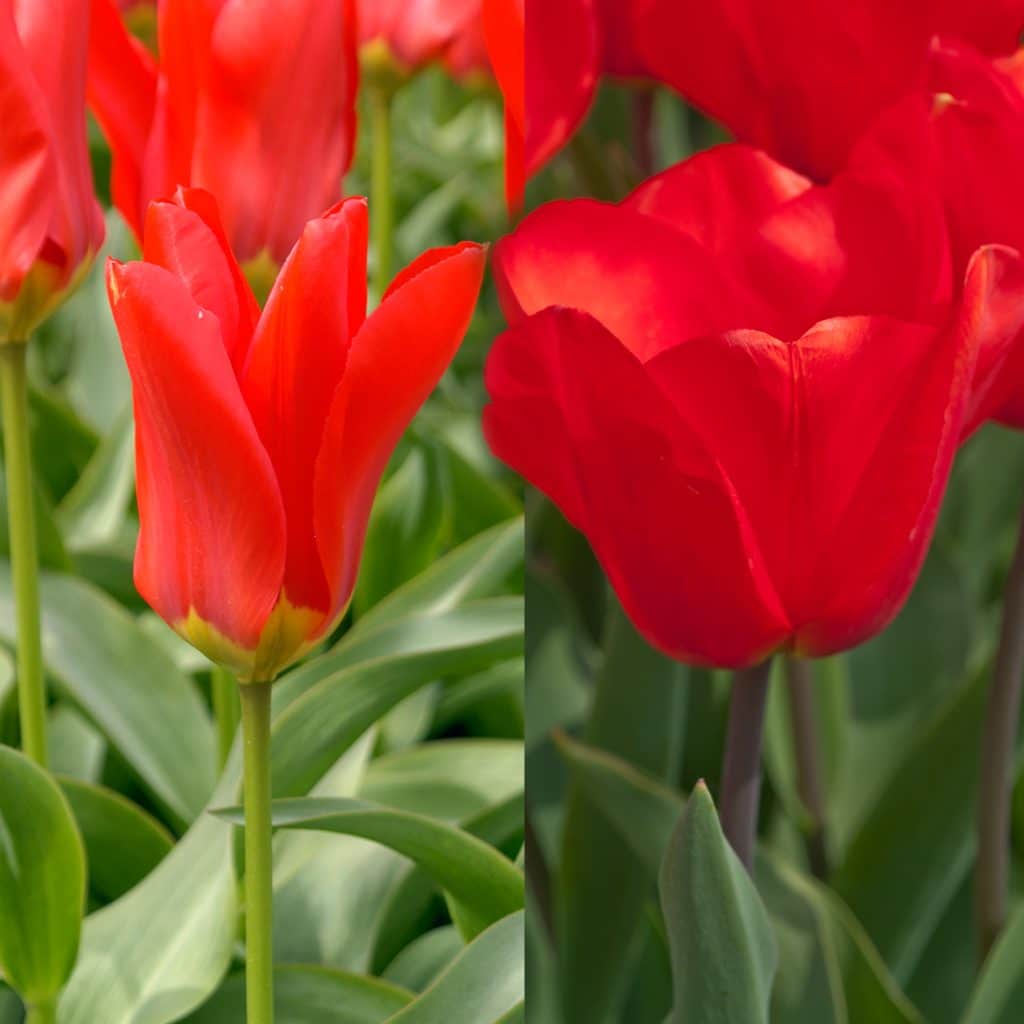Red Squared™ Tulip Blend | Beeson's Nursery