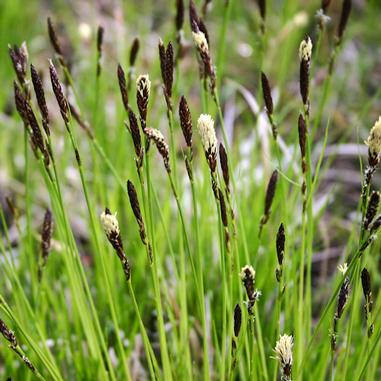 Common Oak Sedge (Carex pensylvanica) | Beeson's Nursery
