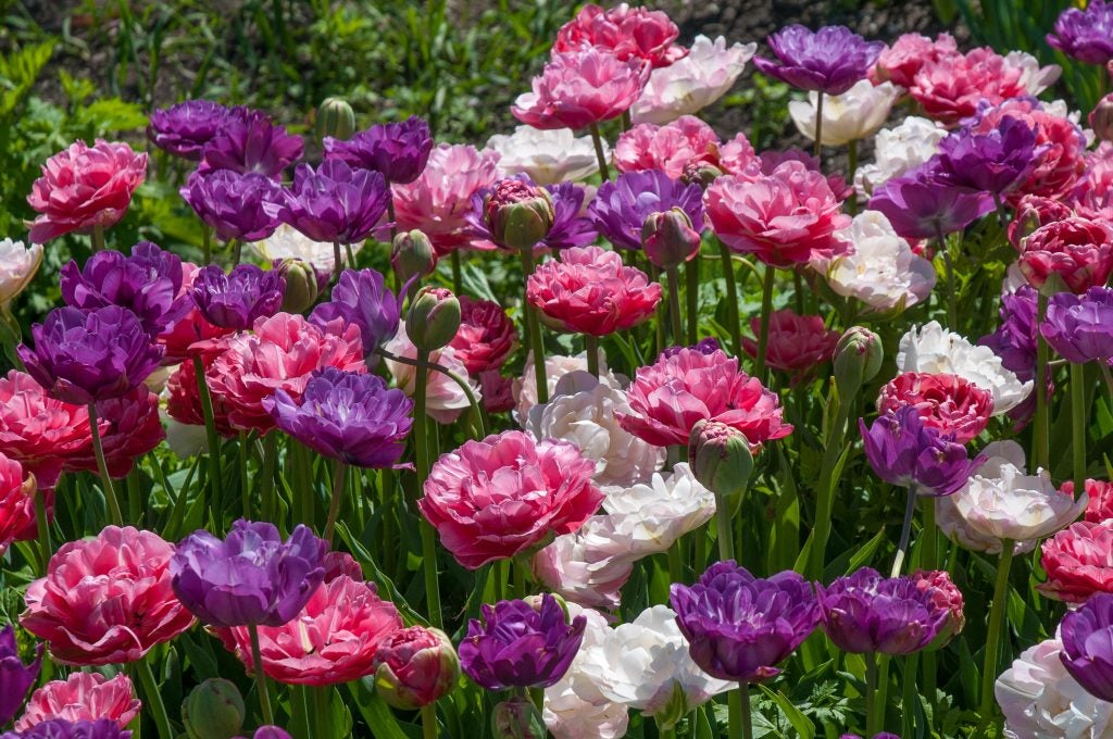 Metamorphic™ Tulip Blend | Beeson's Nursery