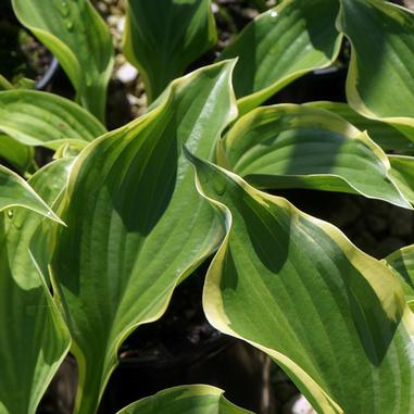 Victory Hosta (Hosta 'Victory') | Beeson's Nursery
