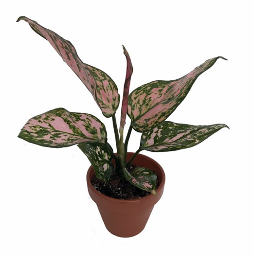 Lady Valentine Chinese Evergreen (Aglaonema 'Favonian') | Beeson's Nursery