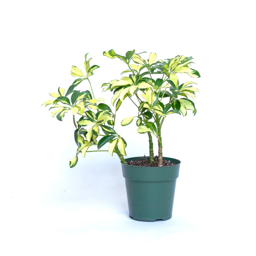 Variegated Umbrella Plant (Schefflera arboricola) | Beeson's Nursery