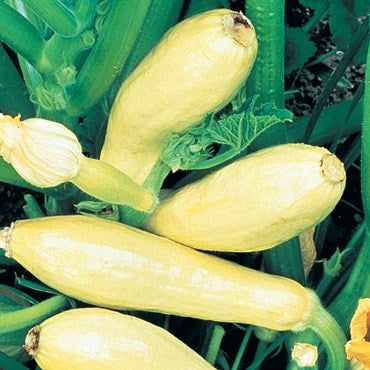 Early Prolific Straightneck Squash (Zucchini) | Beeson's Nursery