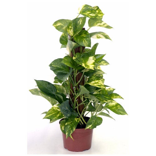 Golden Pothos Totem Pole (Epipremnum aureum) | Beeson's Nursery Golden Pothos Totem Pole (Epipremnum aureum) | Beeson's Nursery
