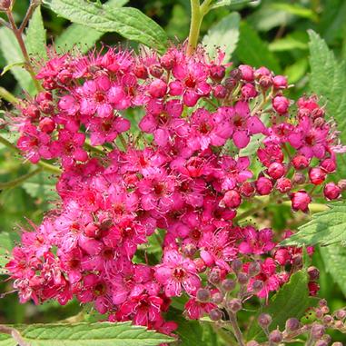 Neon Flash Spirea (Spiraea japonica 'Neon Flash') | Beeson's Nursery