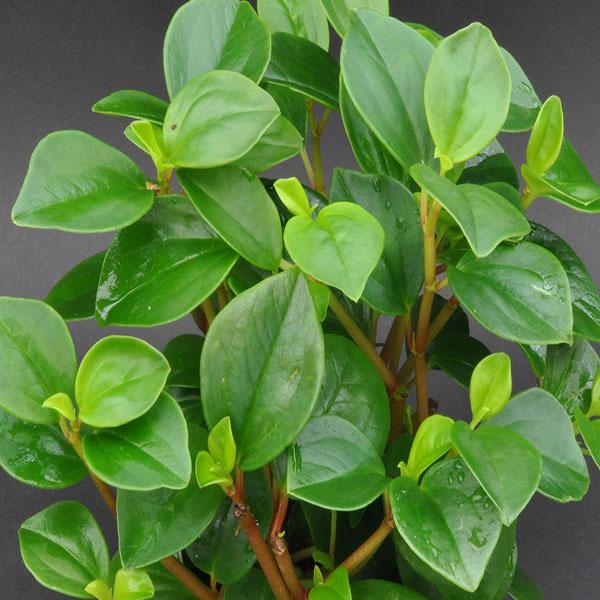 Yerba Linda Plant (Peperomia cubensis) | Beeson's Nursery