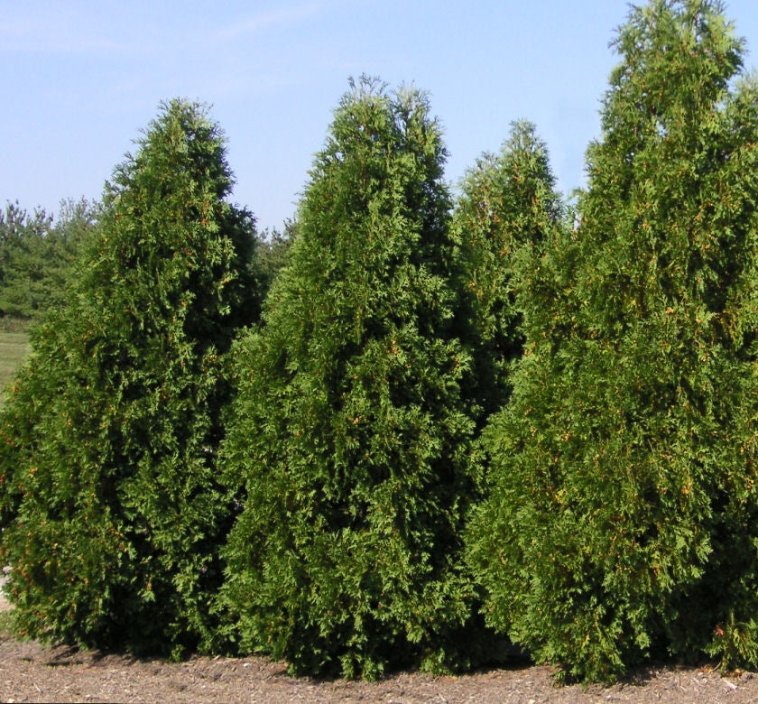 Nigra Arborvitae | Beeson's Nursery