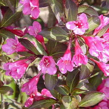 Wine & Roses® Weigela (Weigela florida 'Alexandra') | Beeson's Nursery