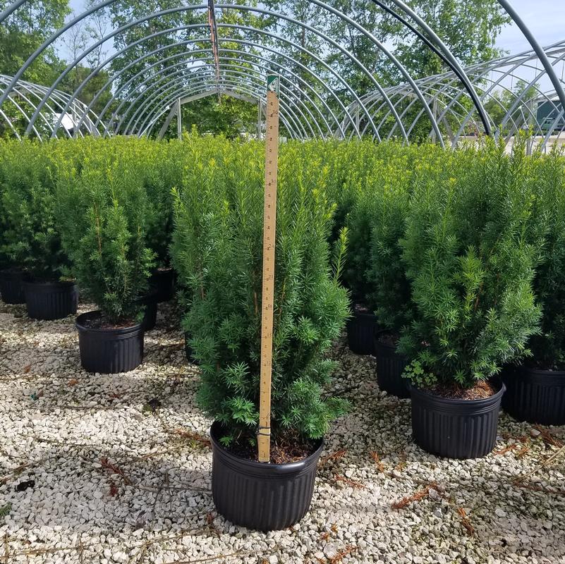 Hicks Yew (Taxus x media 'Hicksii') | Beeson's Nursery