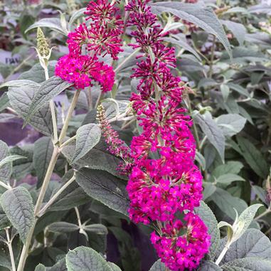 Miss Ruby Butterfly Bush (Buddleia x 'Miss Ruby') | Beeson's Nursery
