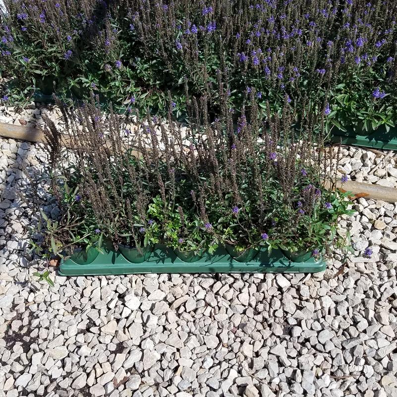 Blue Sprite Speedwell (Veronica 'Blue Sprite') | Beeson's Nursery