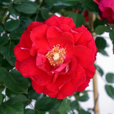 Ramblin' Red® Climbing Rose (Rosa 'RADramblin') | Beeson's Nursery