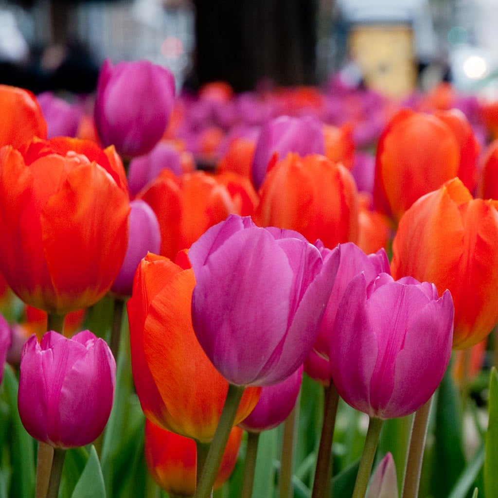 Jacques and Jill® Tulip Blend | Beeson's Nursery